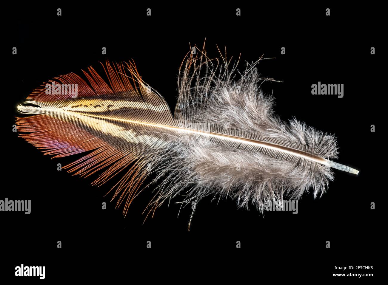Pheasant feather hi-res stock photography and images - Alamy
