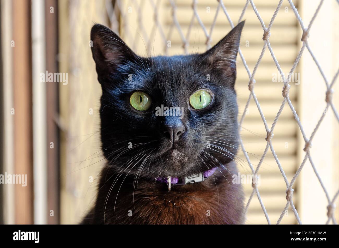 Cat nose camera hi-res stock photography and images - Alamy