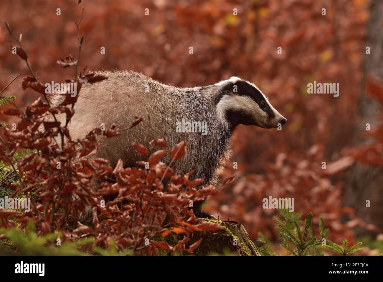 Beautiful European badger (Meles meles - Eurasian badger) in his ...