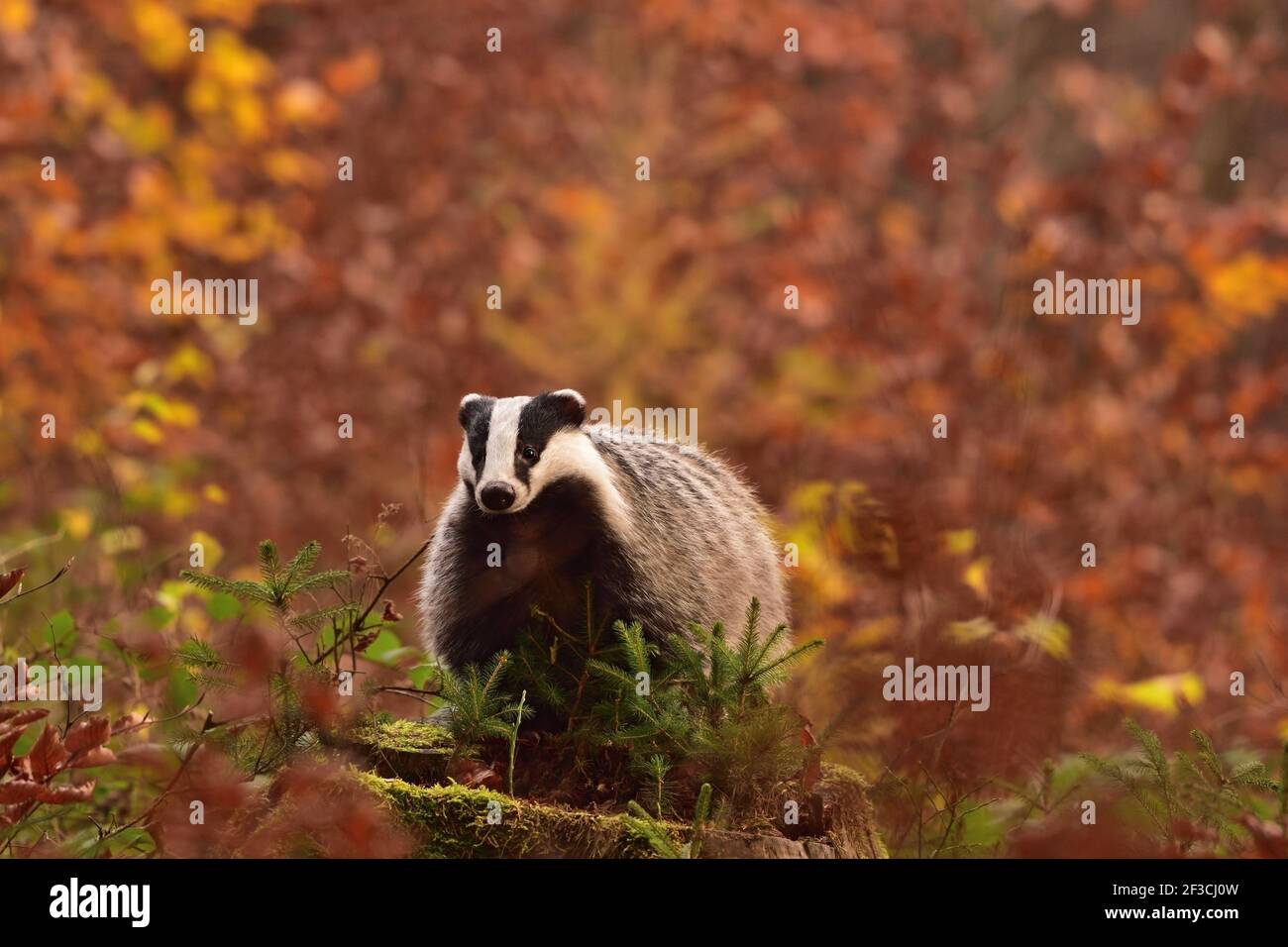 Beautiful European badger (Meles meles - Eurasian badger) in his ...