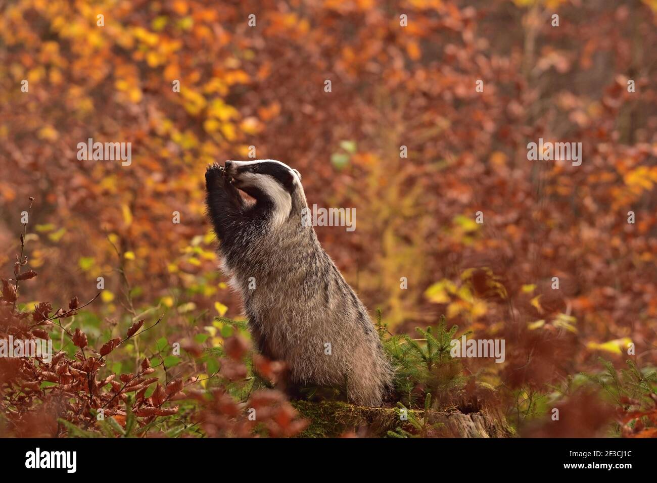 Beautiful European badger (Meles meles - Eurasian badger) in his ...