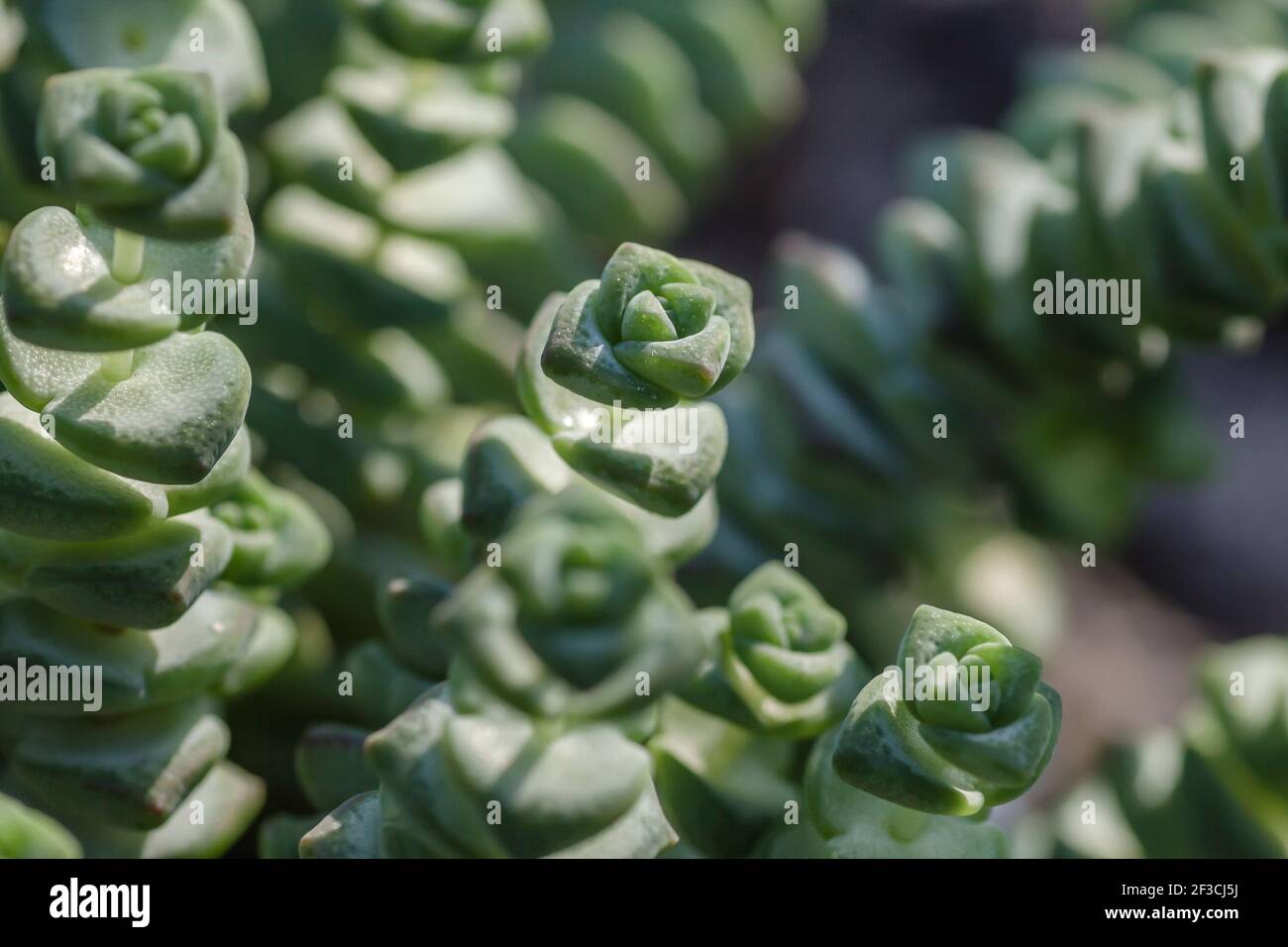 Detail of crassula perforata or string of buttons succulent plant Stock ...
