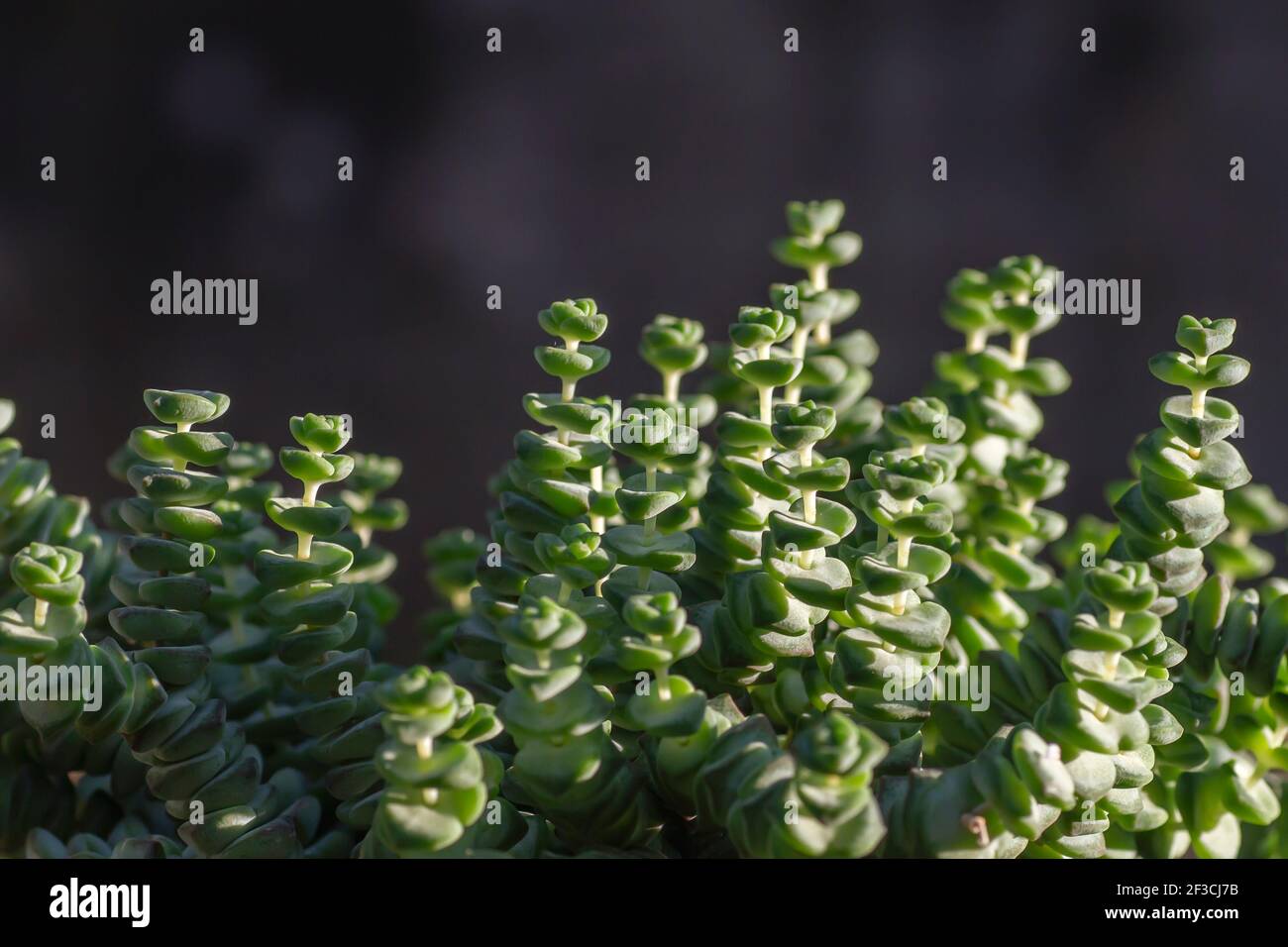 Ornamental string hi-res stock photography and images - Alamy