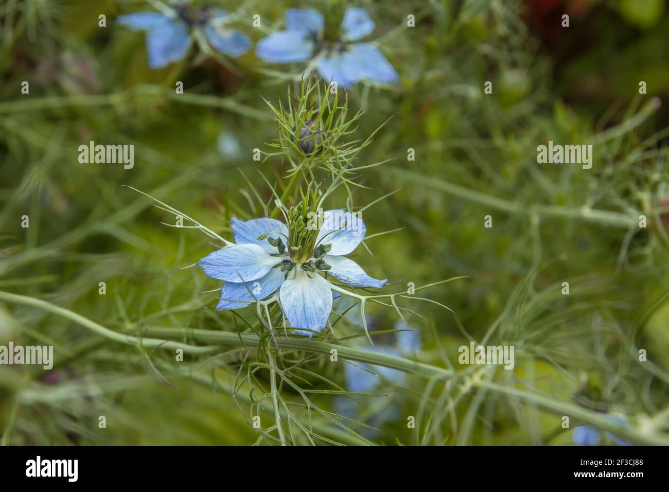 Devil flower hi-res stock photography and images - Alamy