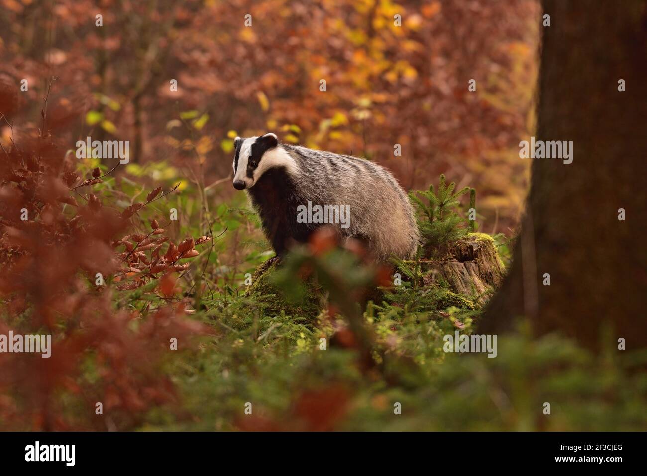 Beautiful European badger (Meles meles - Eurasian badger) in his ...