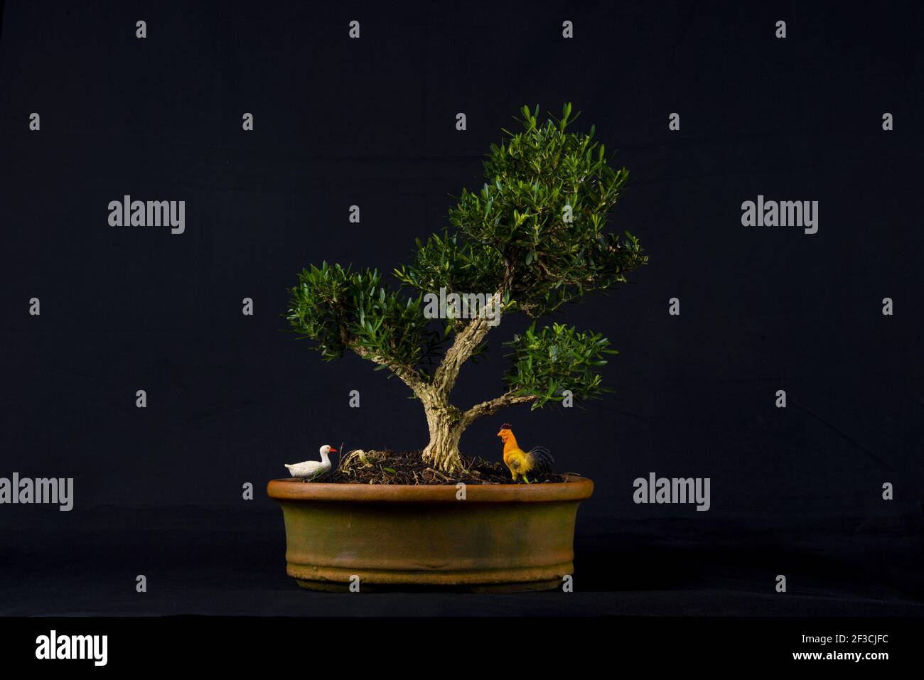Traditional Japanese bonsai miniature tree in a pot isolated on a black ...