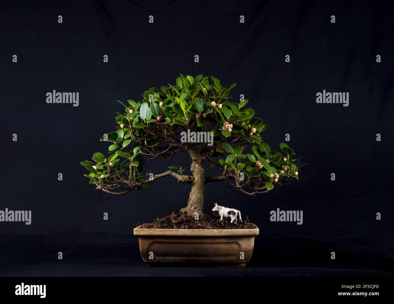 A traditional Japanese bonsai miniature tree in a pot isolated on a ...
