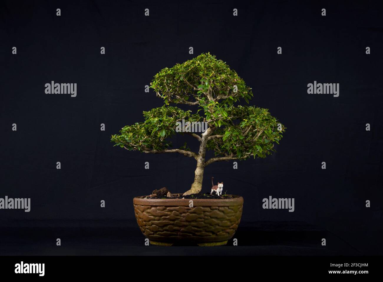 A traditional Japanese bonsai miniature tree in a pot isolated on a ...