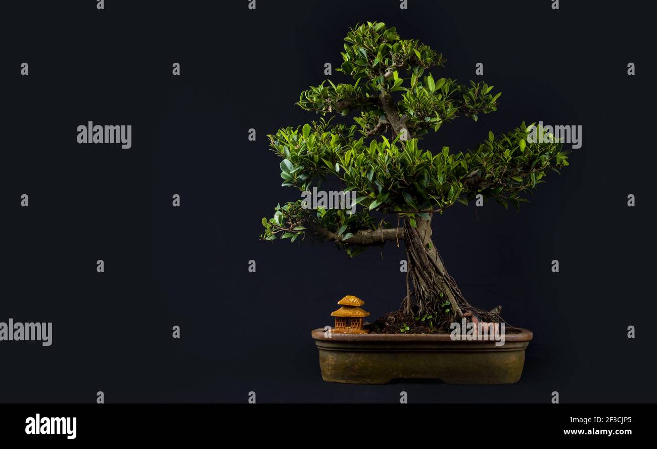 A traditional Japanese bonsai miniature tree in a pot isolated on a ...