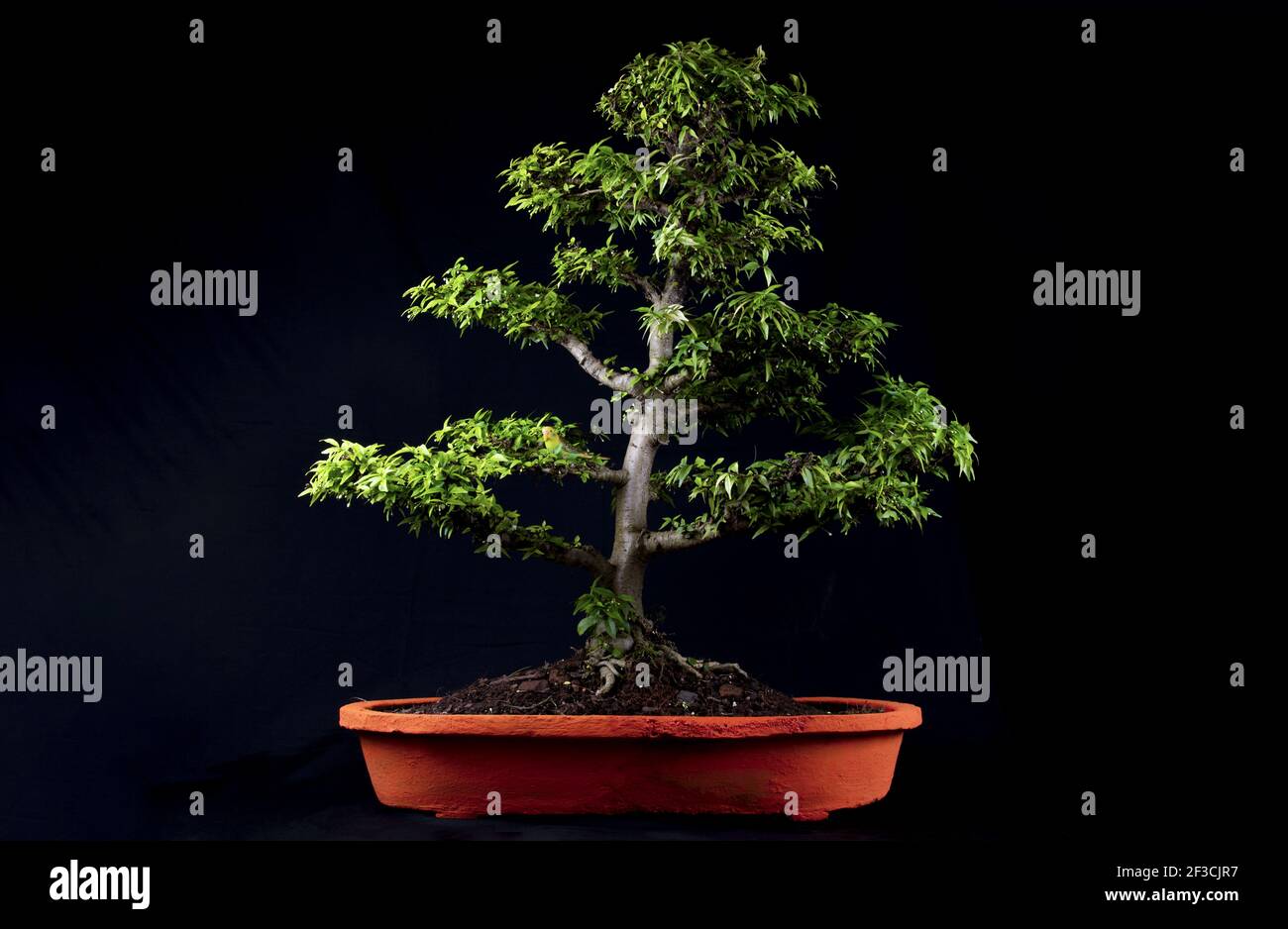 A traditional Japanese bonsai miniature tree in a pot isolated on a ...