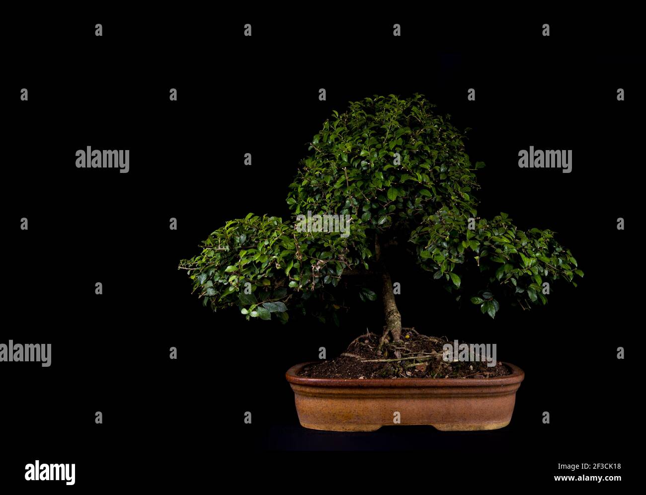 A traditional Japanese bonsai miniature tree in a pot isolated on a ...