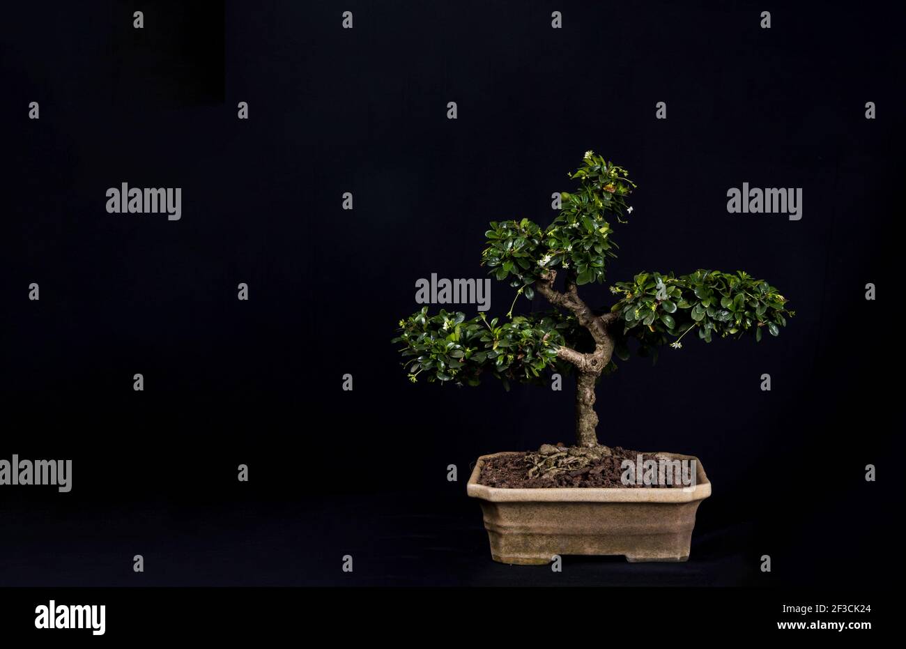 A traditional Japanese bonsai miniature tree in a pot isolated on a ...