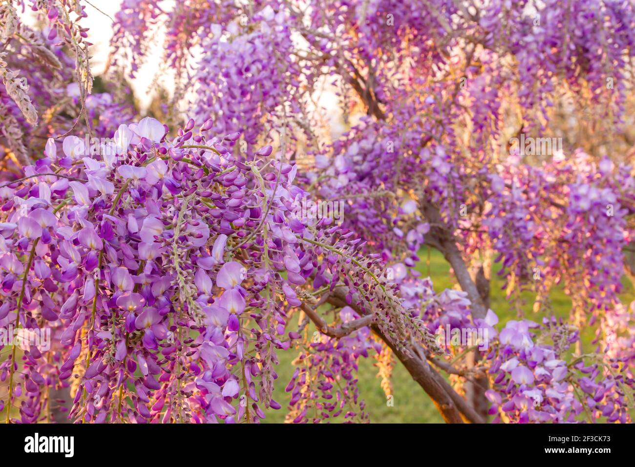 Purple wisteria tree hi-res stock photography and images - Alamy