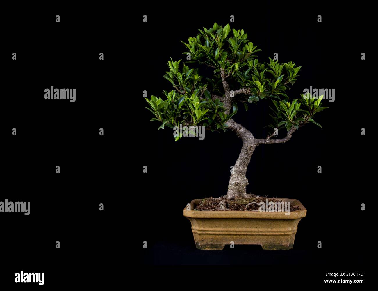 A traditional Japanese bonsai miniature tree in a pot isolated on a ...
