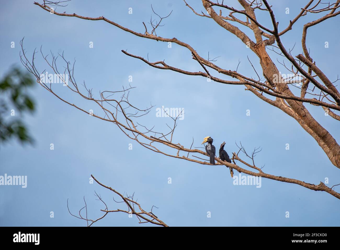 Landscape green tree birds hi-res stock photography and images - Alamy