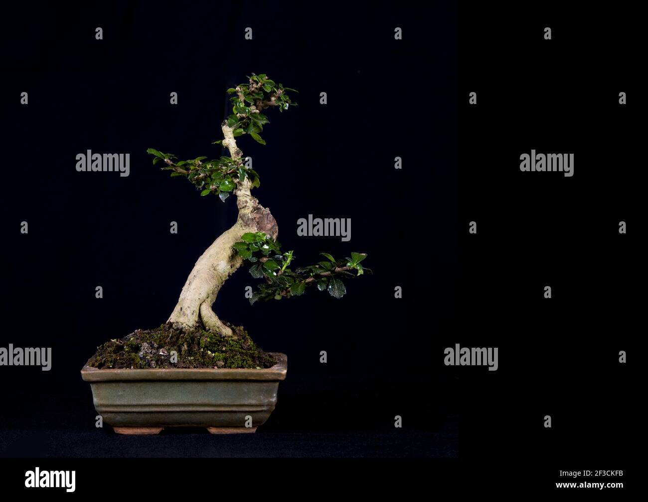 A traditional Japanese bonsai miniature tree in a pot isolated on a ...