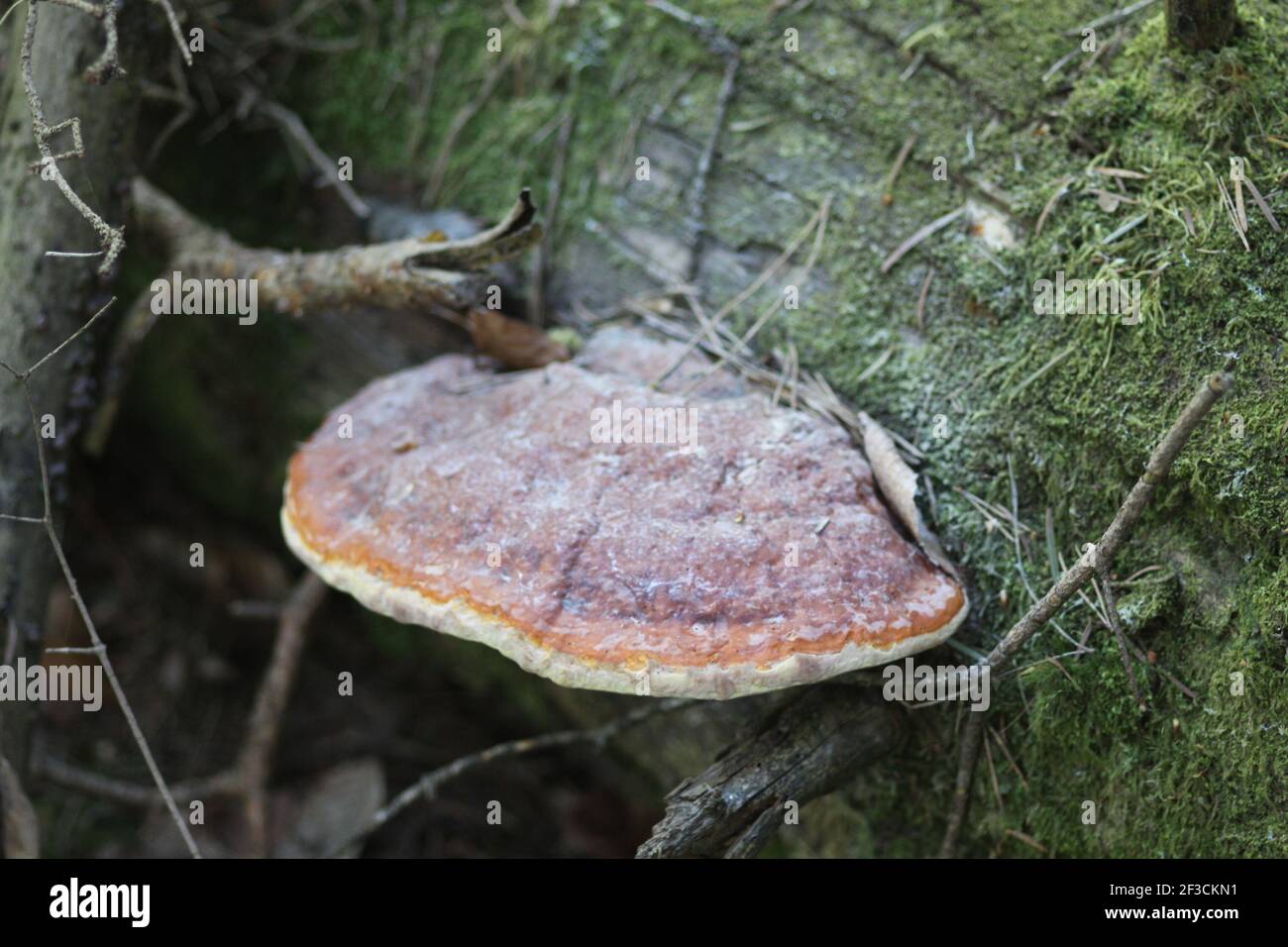 Root bracket fungus hi-res stock photography and images - Alamy