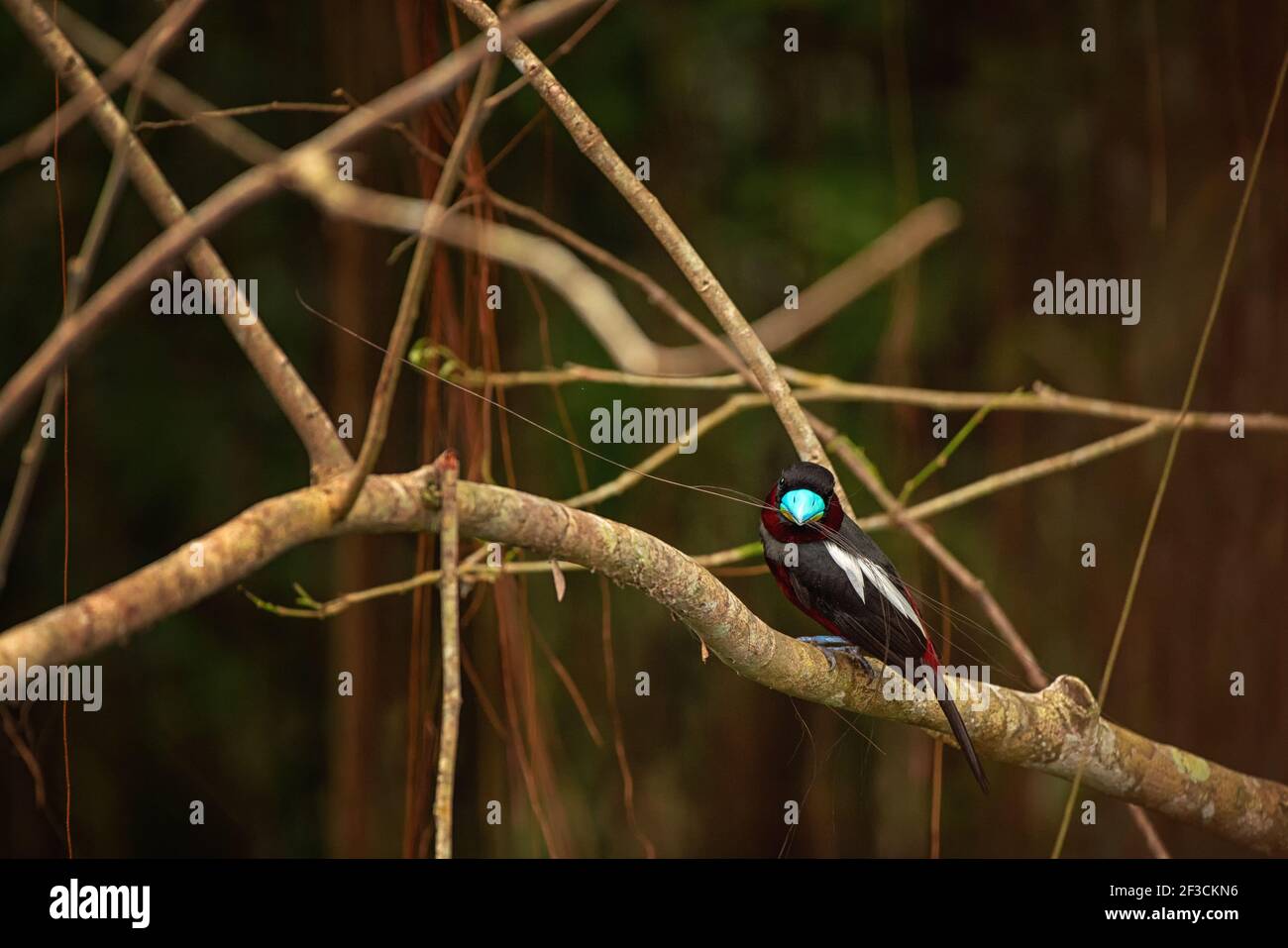Beautiful natural wild colors hi-res stock photography and images - Alamy