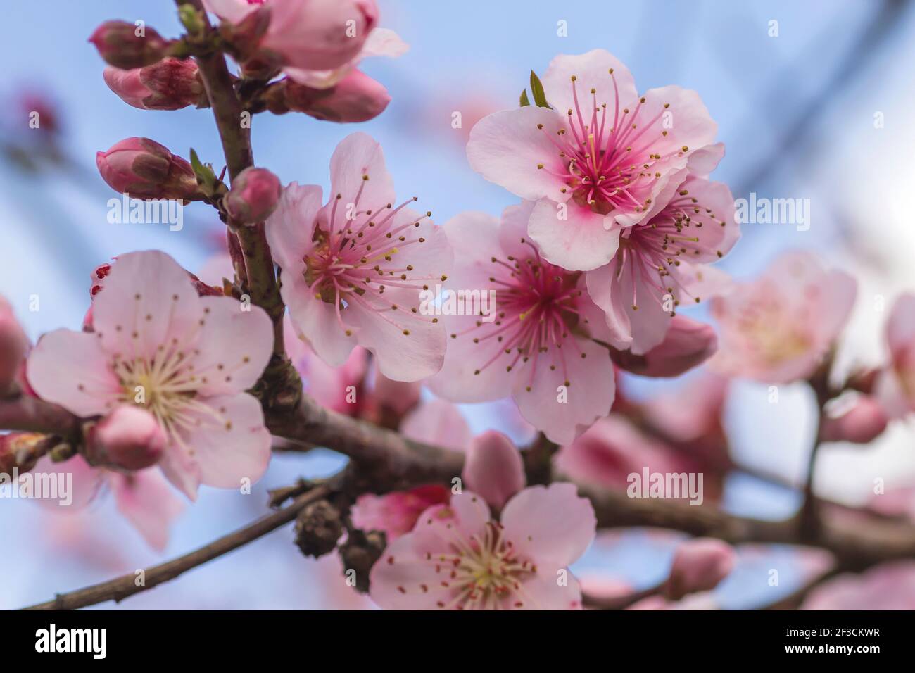 Prunus Persica Flower