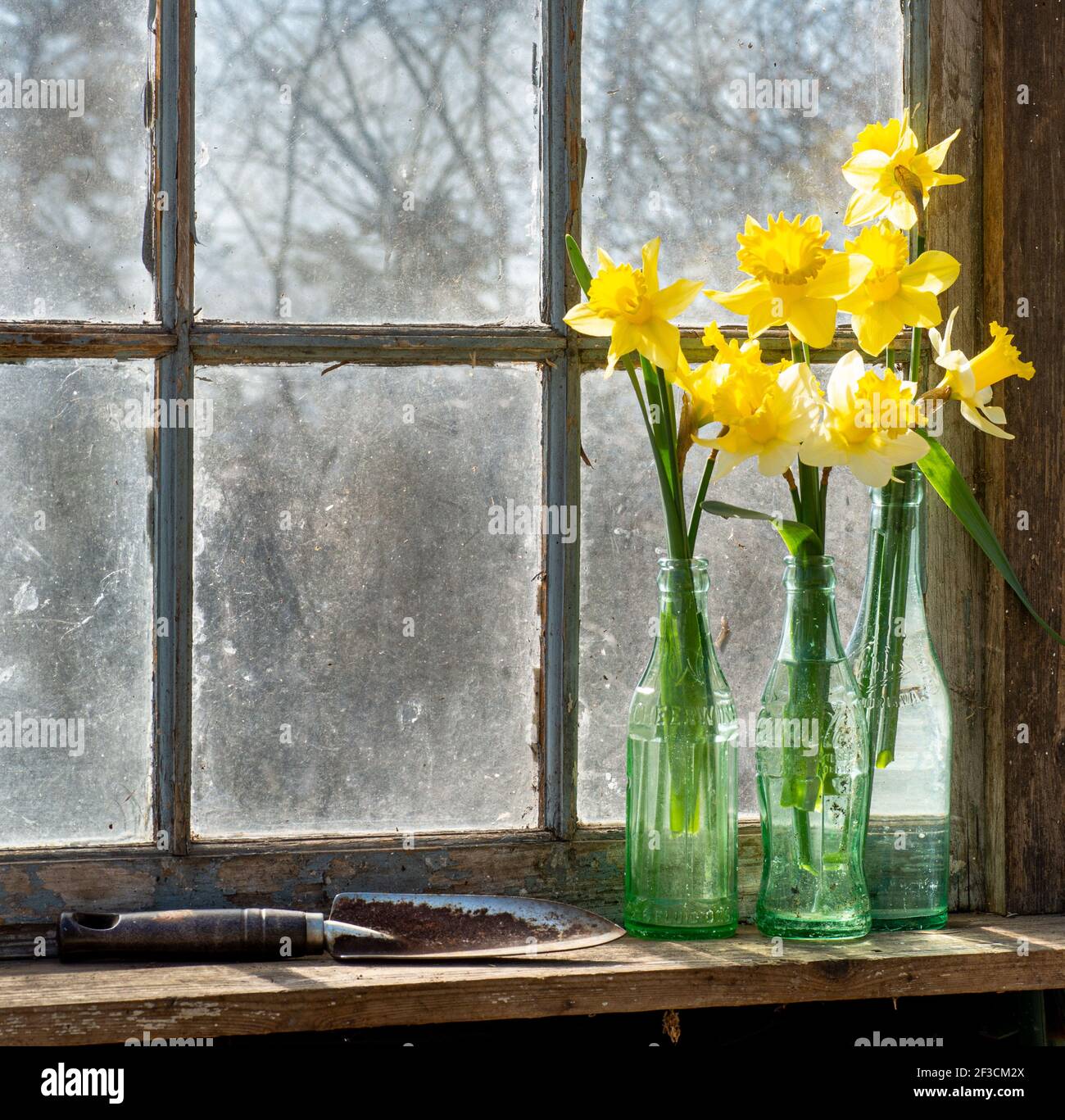Cut daffodils in old bottles on windowsill of old house Stock Photo - Alamy