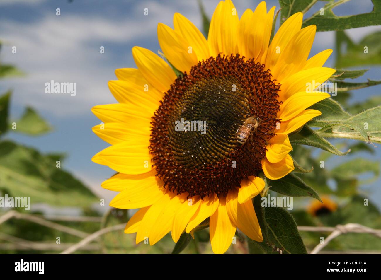 A bee gathers nectar from a blooming sunflower in a garden Stock Photo ...