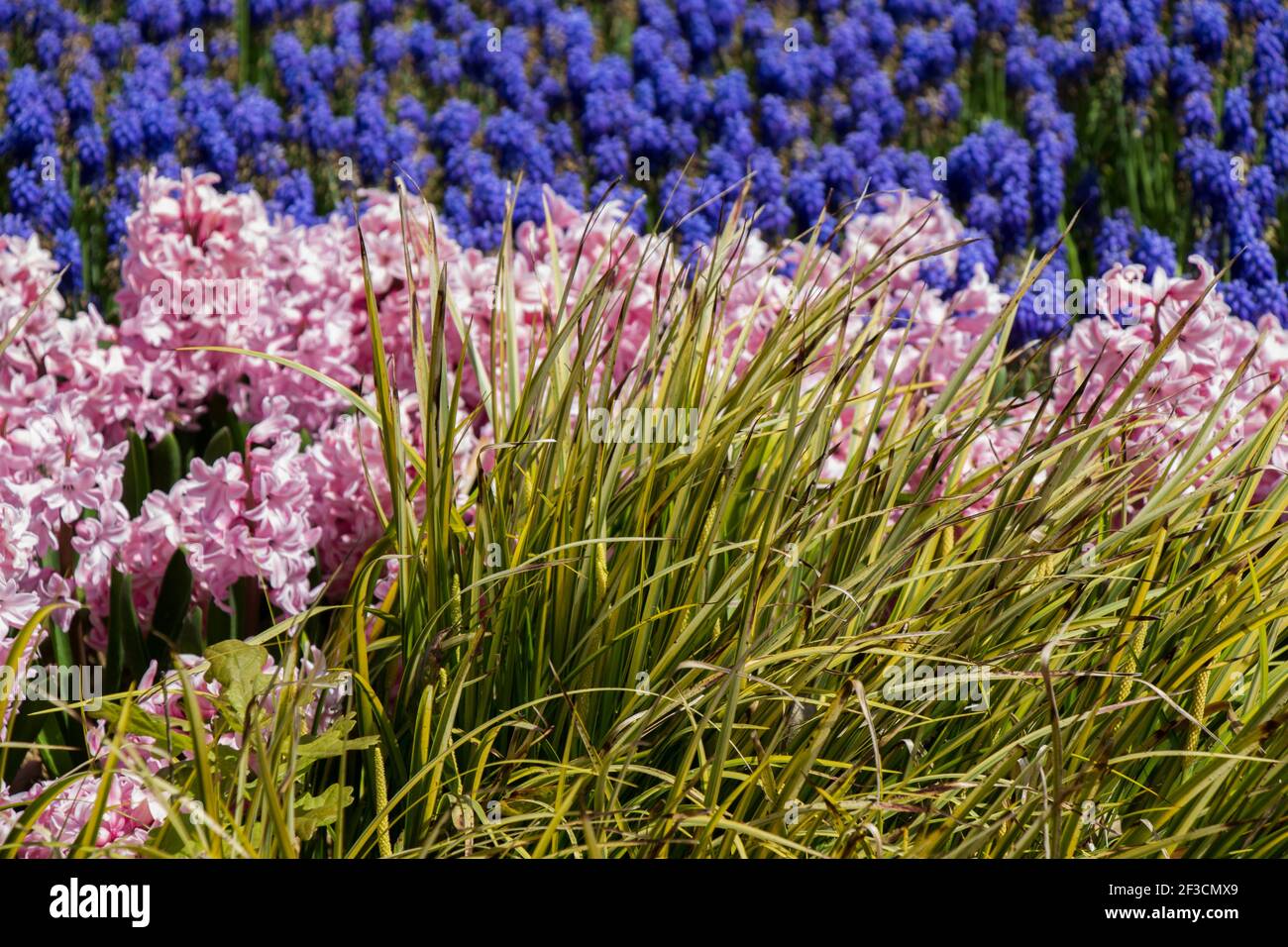 Blooming beautiful colorful fresh natural flowers in view Stock Photo ...