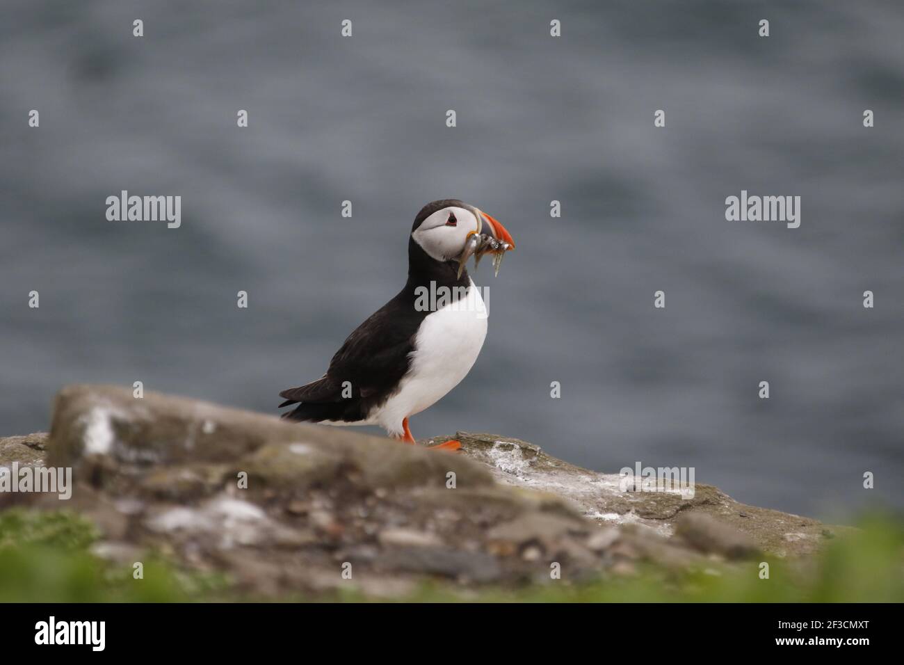 Atlantic puffins at a colony on the Farne Islands in the North sea ...