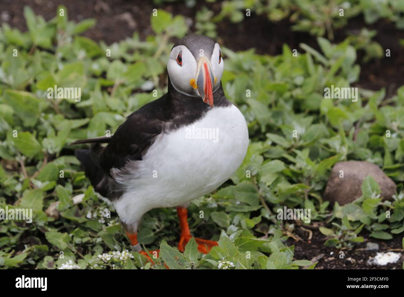 Atlantic puffins at a colony on the Farne Islands in the North sea ...