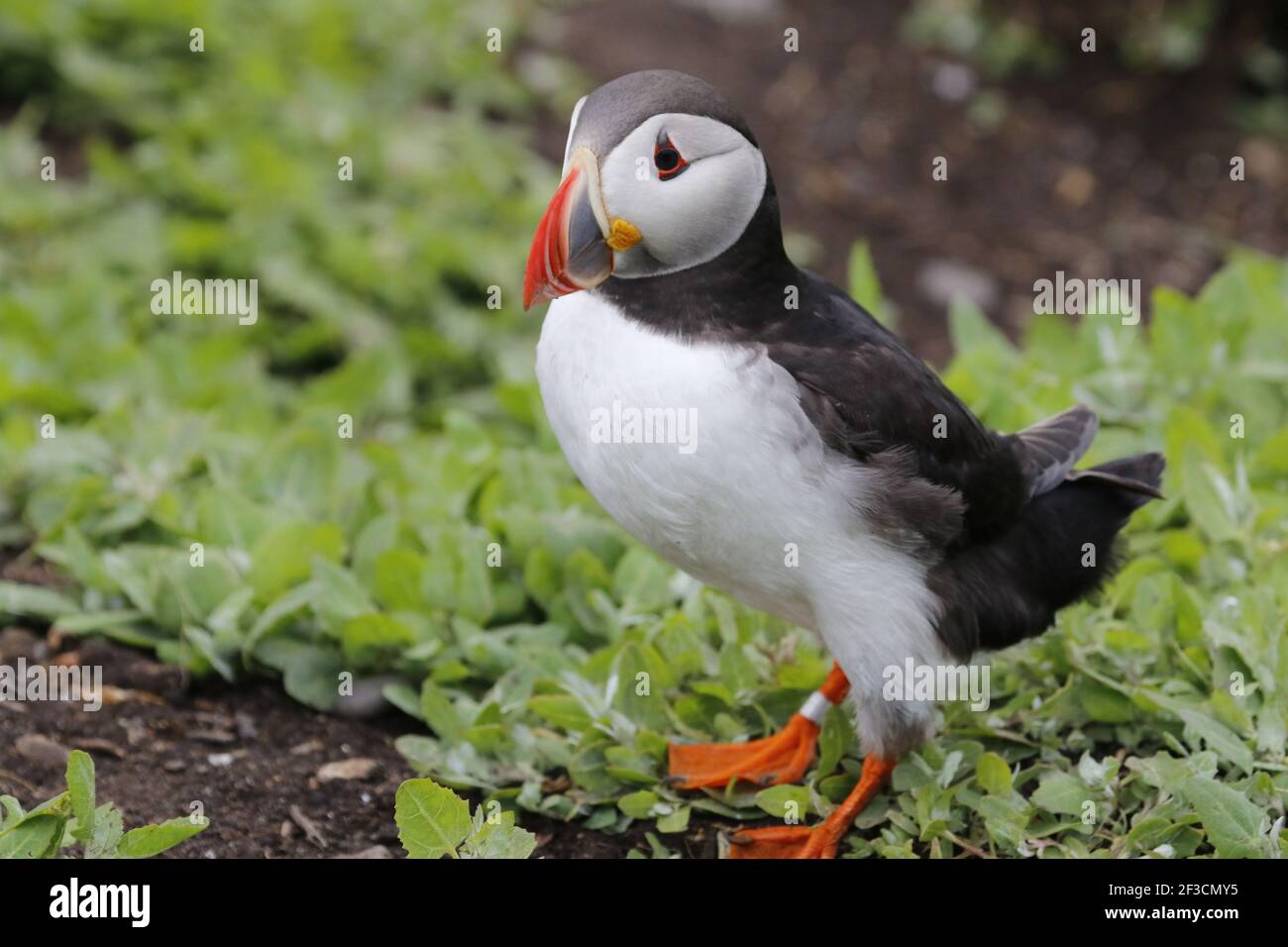 Atlantic puffins at a colony on the Farne Islands in the North sea ...