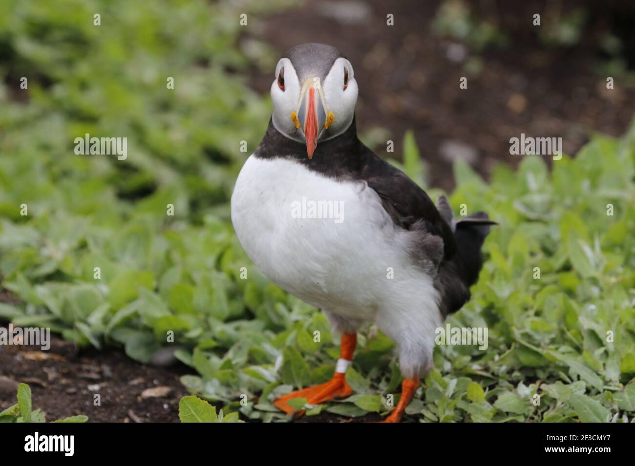 Atlantic puffins at a colony on the Farne Islands in the North sea ...