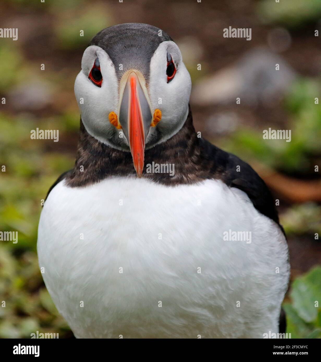 Atlantic puffins at a colony on the Farne Islands in the North sea ...