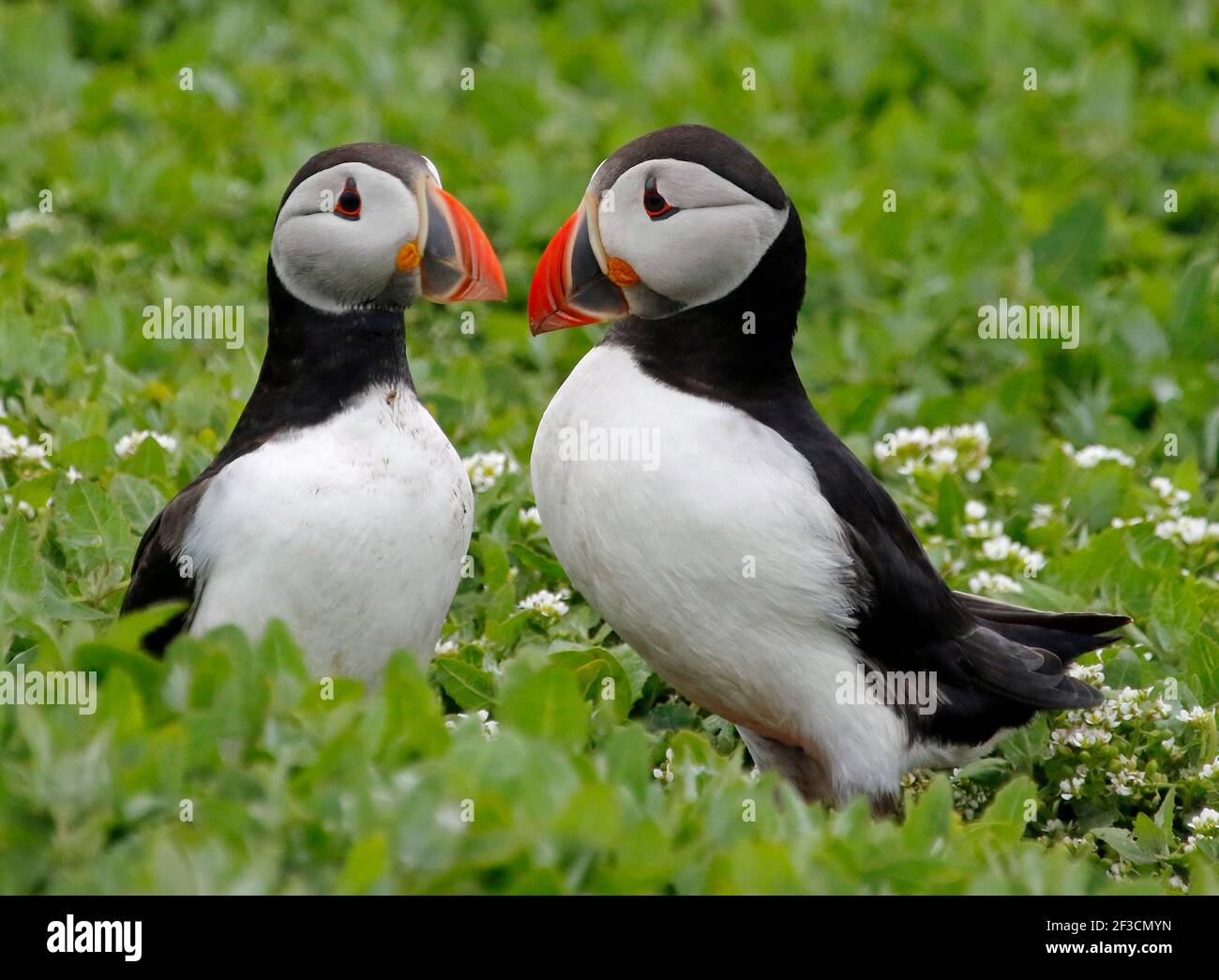 Atlantic puffins at a colony on the Farne Islands in the North sea ...