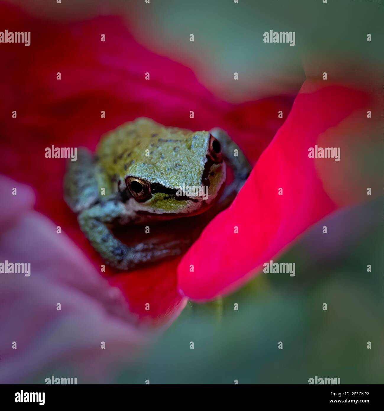 Hylidae hi-res stock photography and images - Alamy