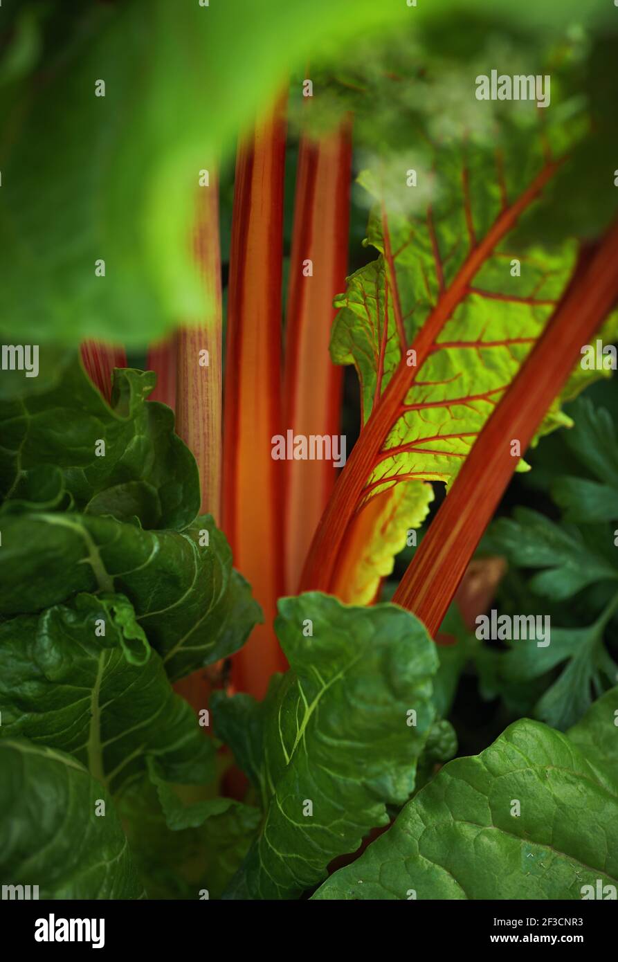 Close-up view of the colorful leaves and stem of Swiss Chard Stock ...