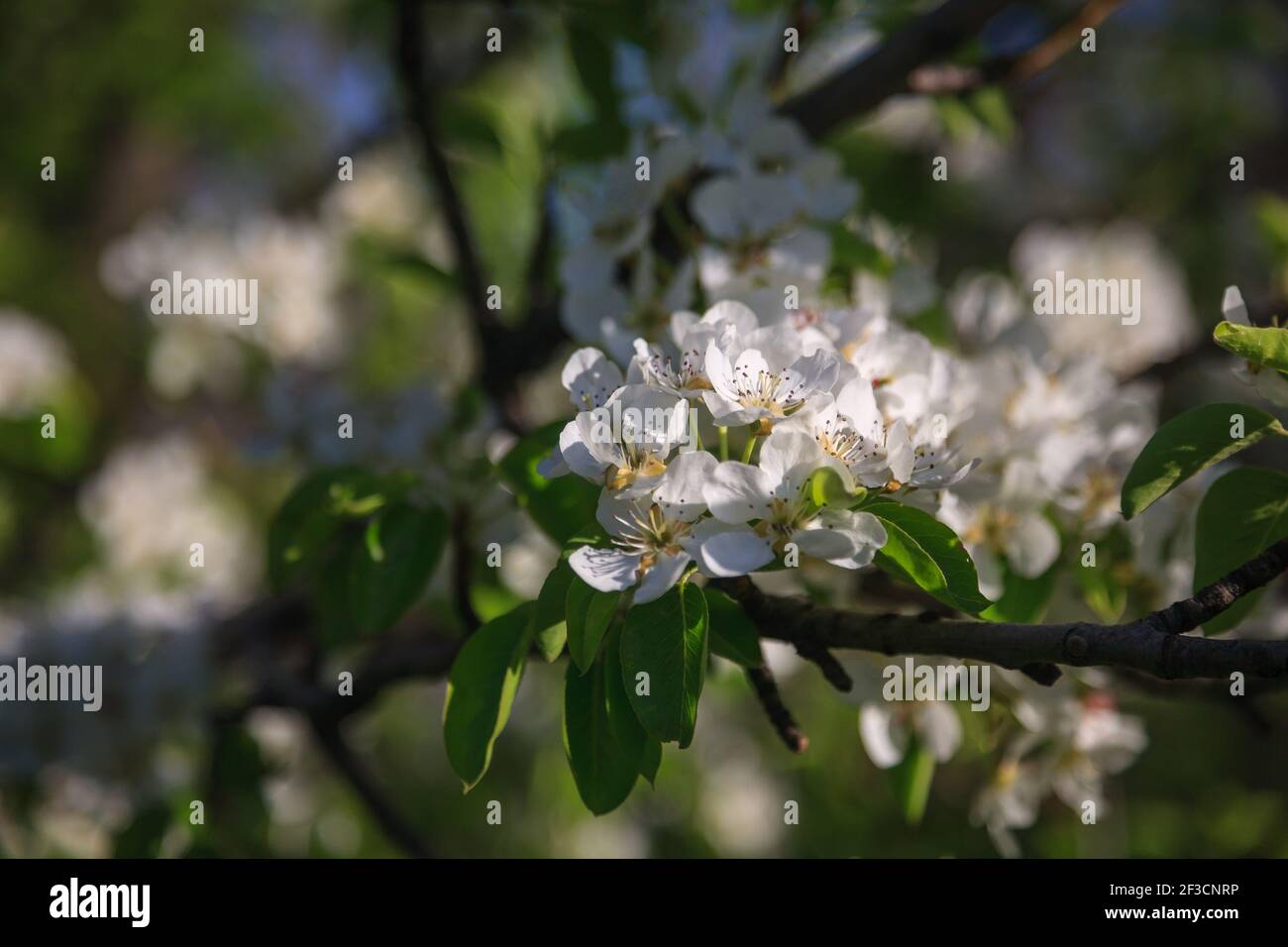 Pear garden hi-res stock photography and images - Alamy