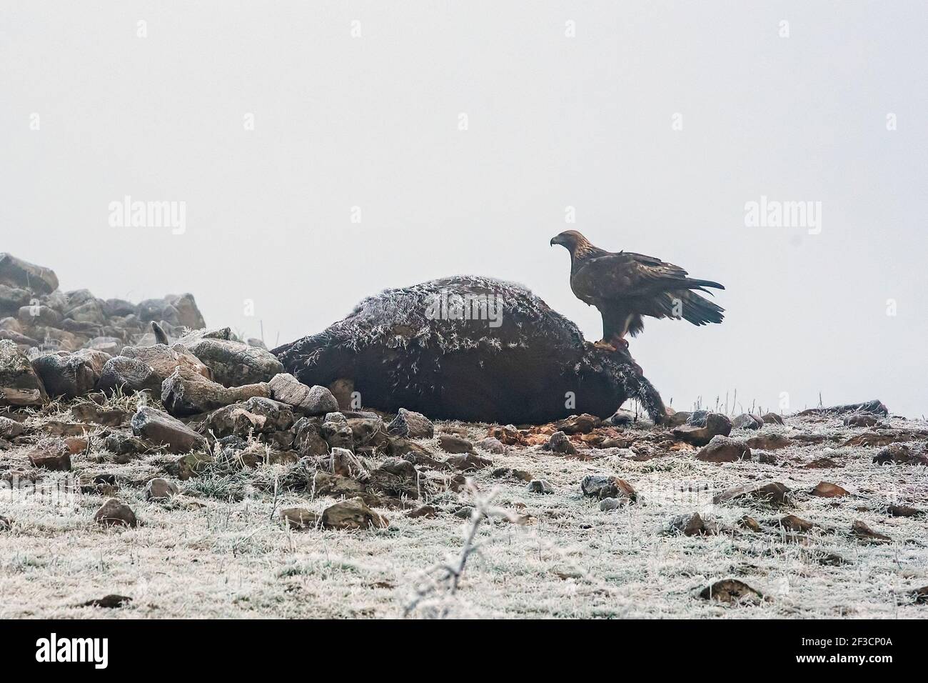 Eagle rocks hi-res stock photography and images - Alamy