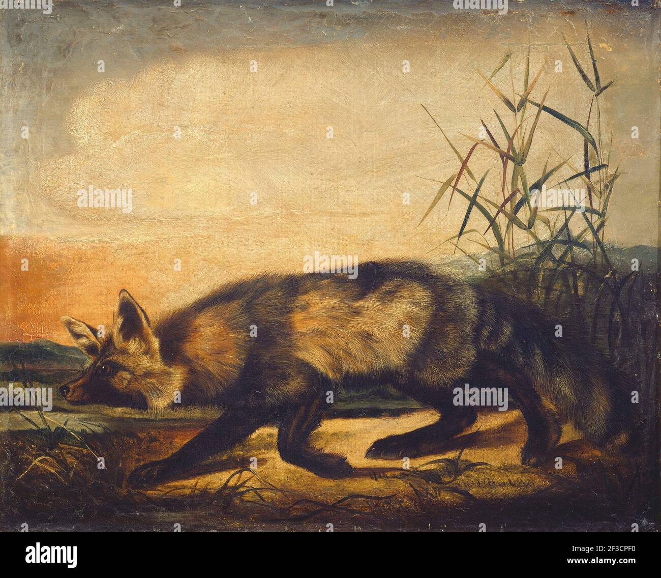 Long tailed red fox hi-res stock photography and images - Alamy