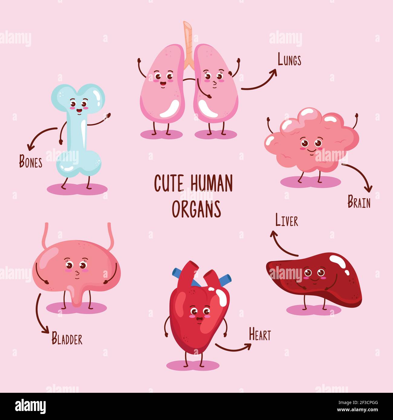 six cute organs Stock Vector Image & Art - Alamy