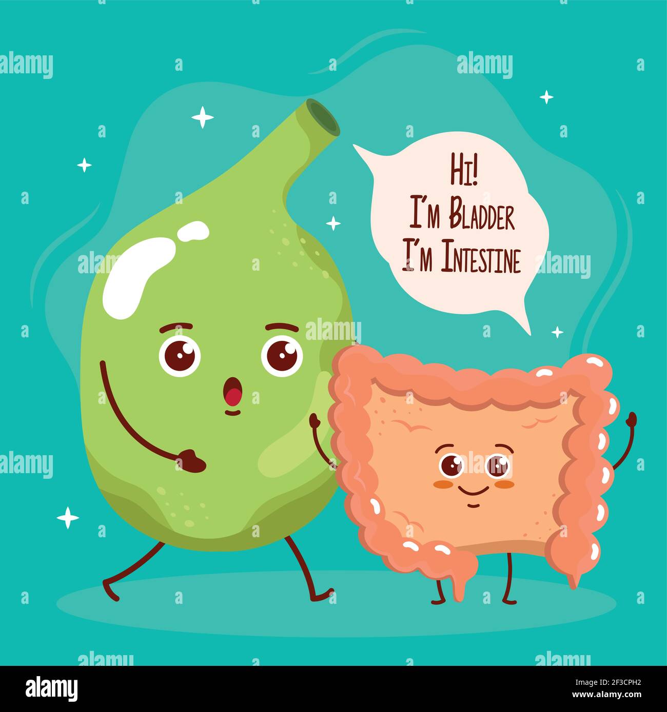 Internal organs for kids hi-res stock photography and images - Alamy