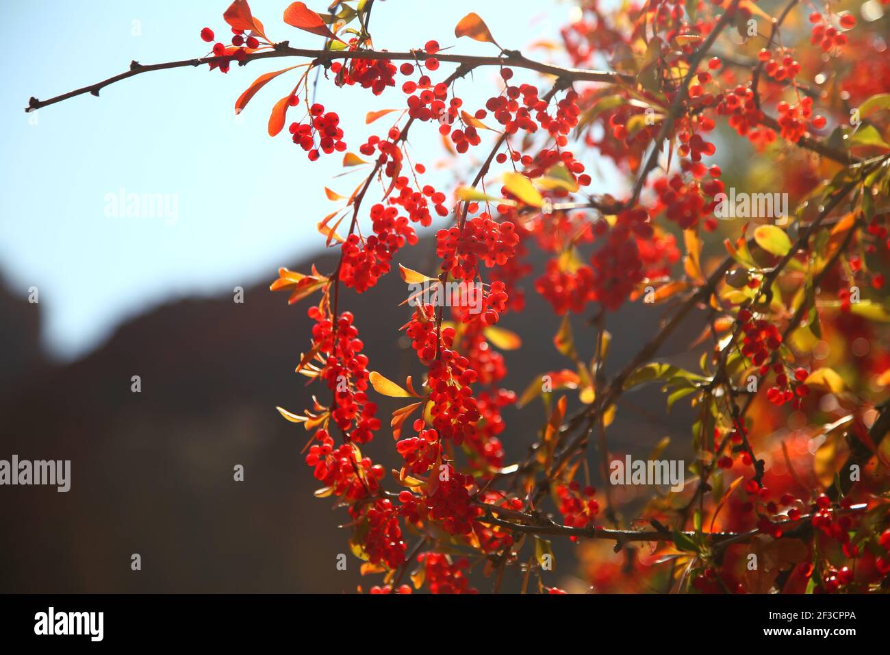 Red barberry berries on a bush. Berberis vulgaris Stock Photo - Alamy