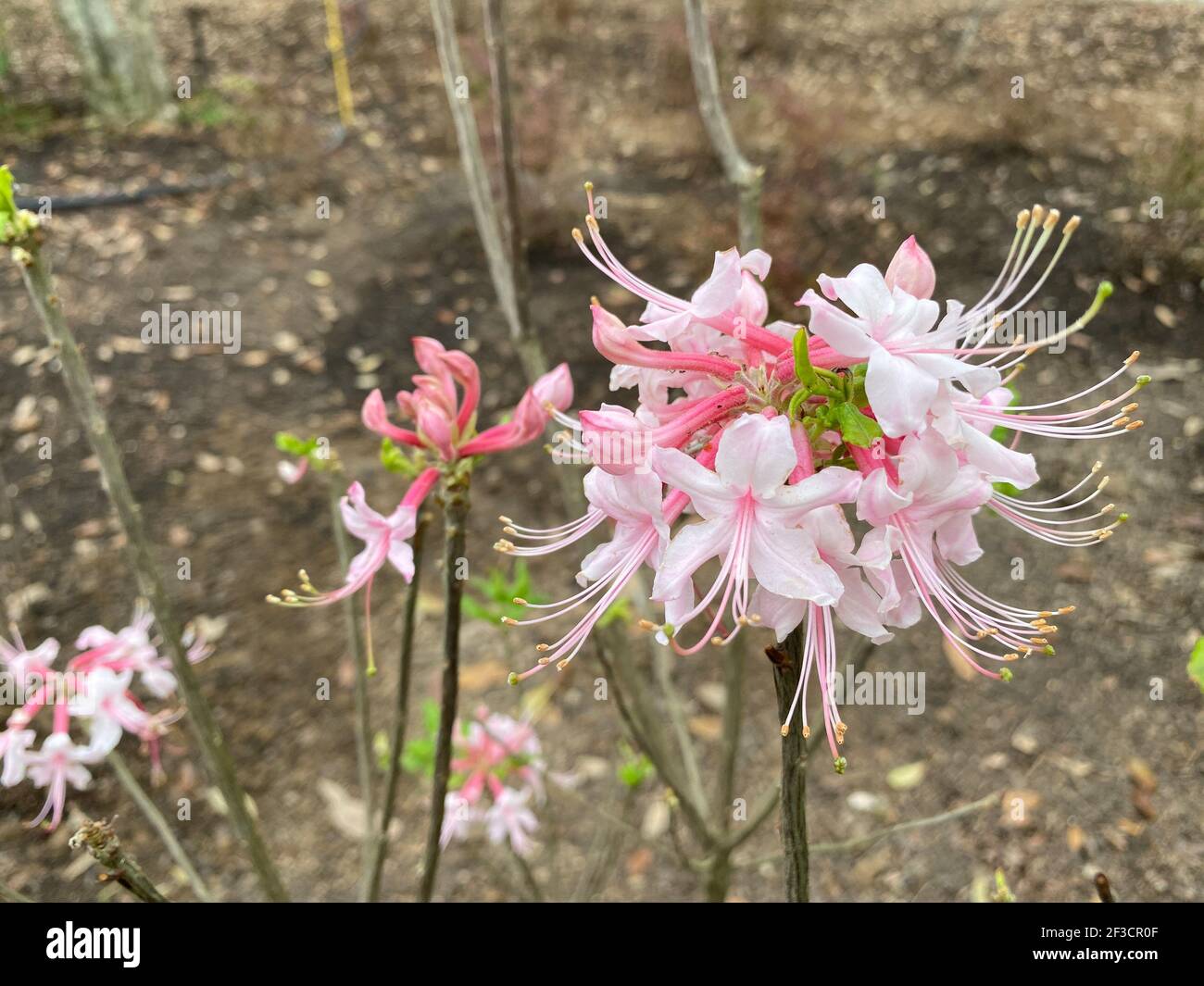 Native azalea hi-res stock photography and images - Alamy