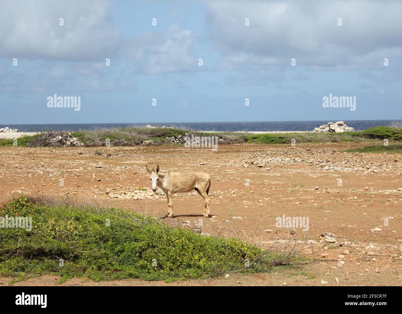Feral donkey hi-res stock photography and images - Alamy