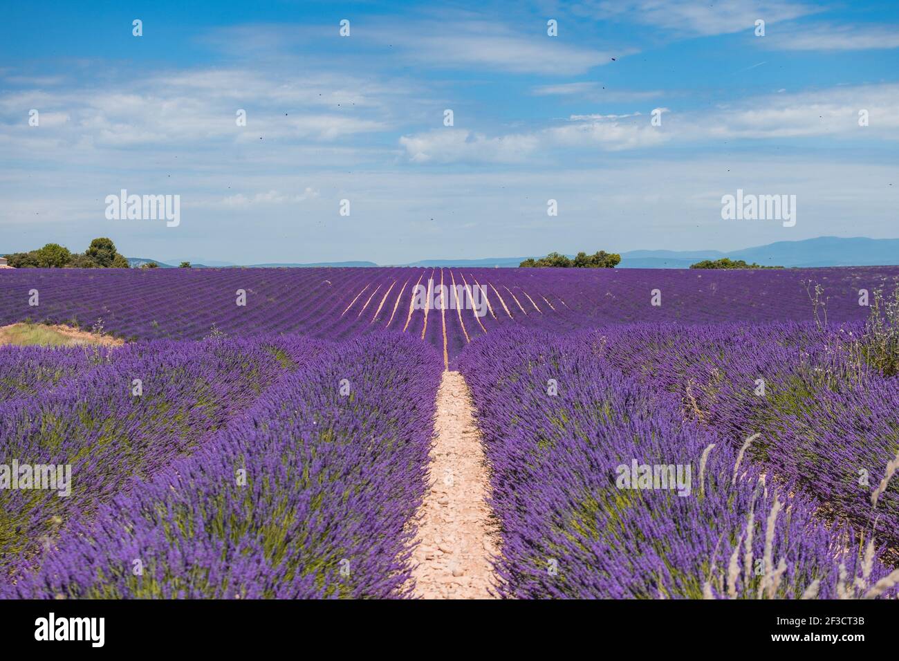 A lavender flower fields in summer. Provence, France Stock Photo - Alamy