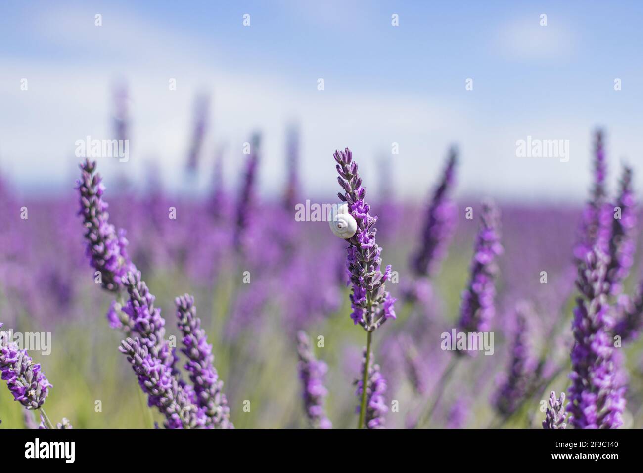 A lavender flower fields in summer. Provence, France Stock Photo - Alamy