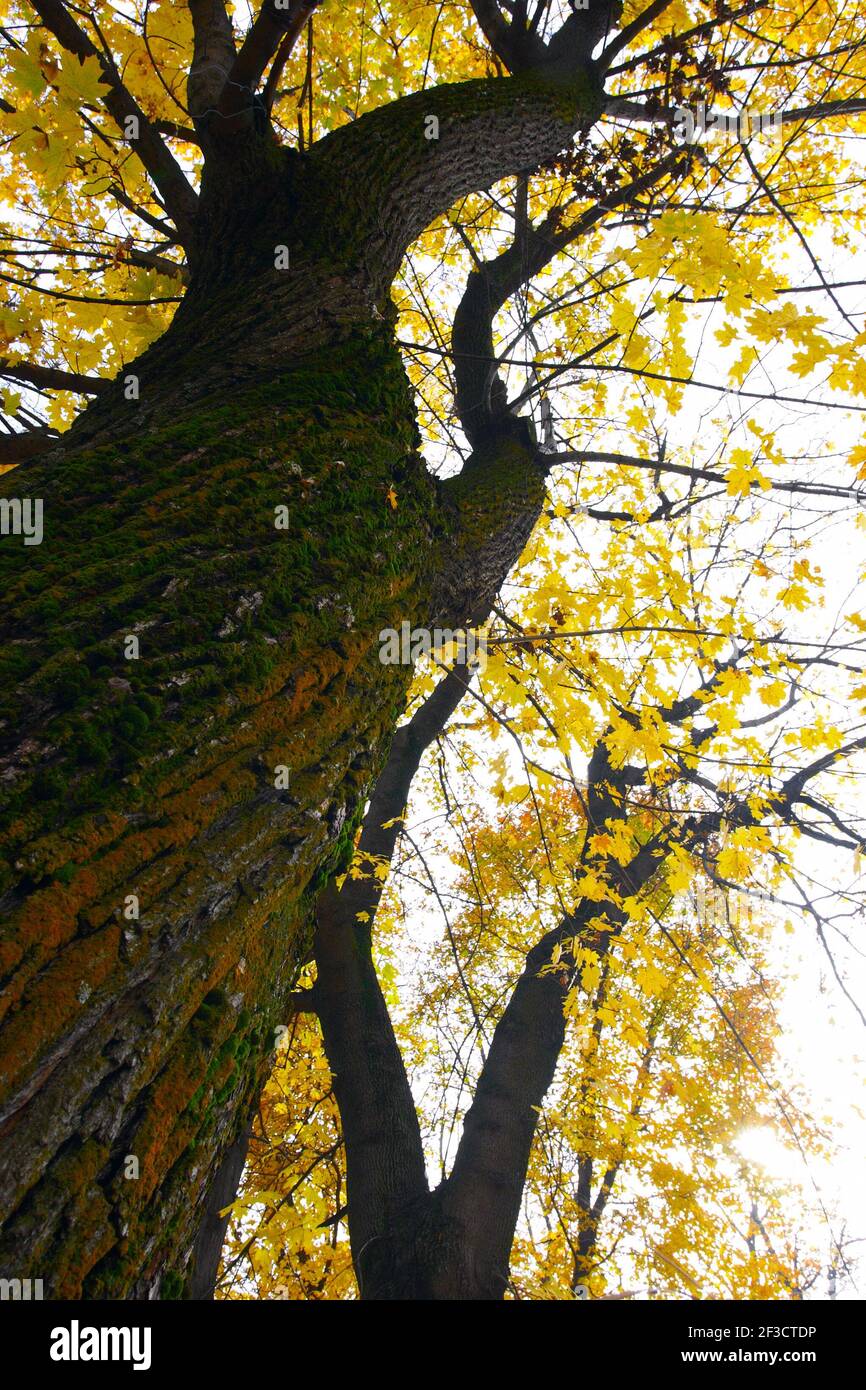 Mighty maple tree in hi-res stock photography and images - Alamy