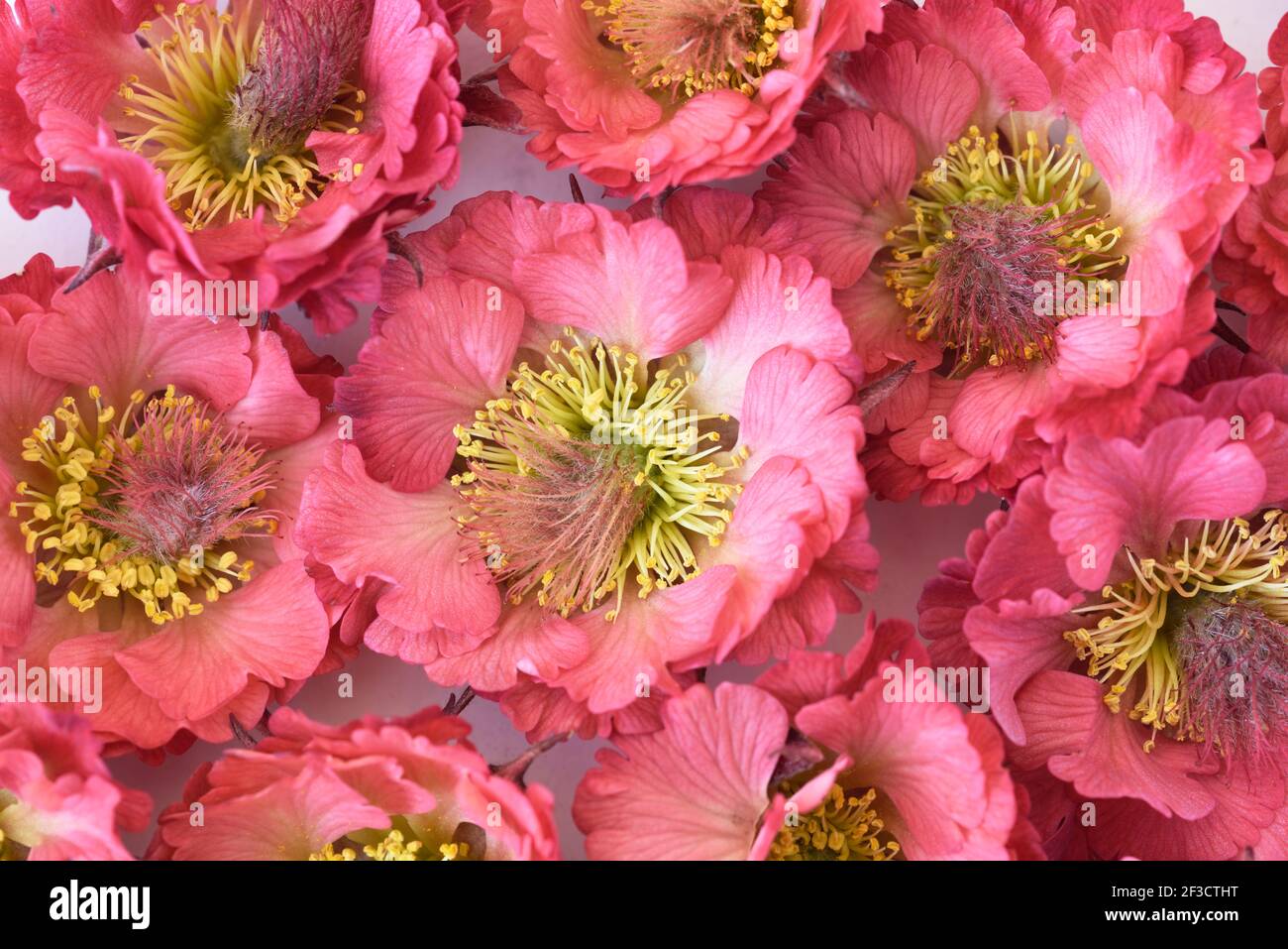 Geum 'Bell Bank' Avens Pattern from flower heads Stock Photo - Alamy