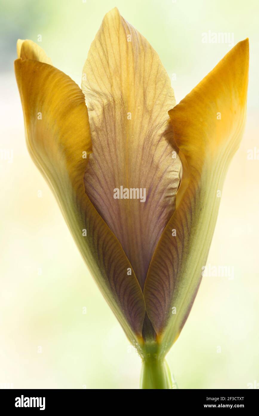 Backlit irises hi-res stock photography and images - Alamy