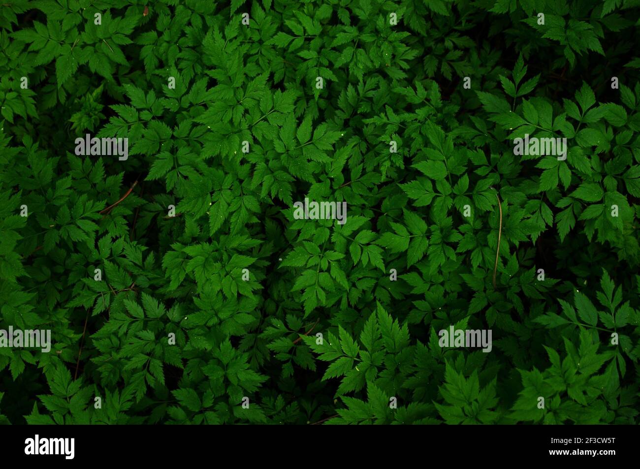 Dark green floral pattern hi-res stock photography and images - Alamy