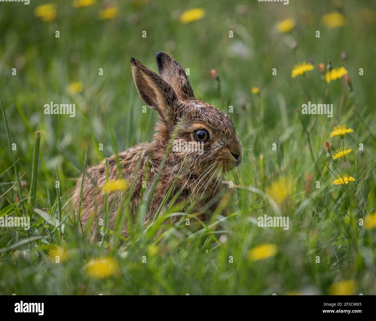 Baby hare hi-res stock photography and images - Alamy