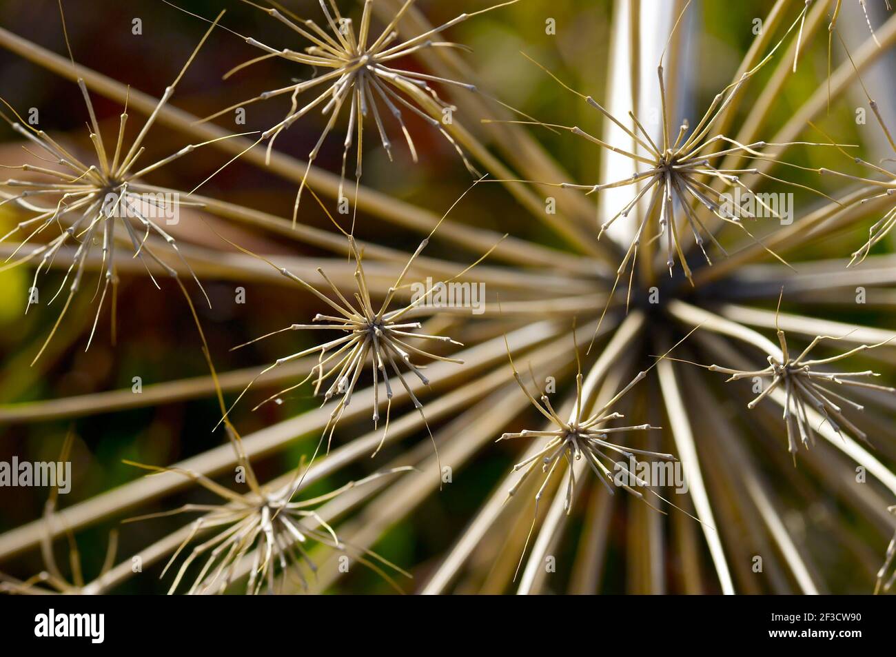 dry plant of Umbelliferae at fall Stock Photo - Alamy
